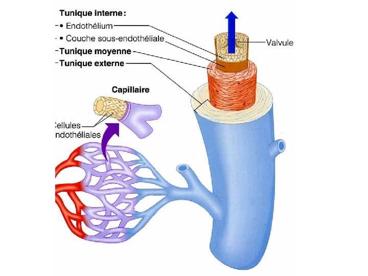 PHYSIOLOGIE DE LA CIRCULATION VEINEUSE LES VEINES SYSTMIQUES