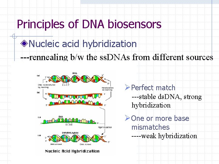 DNA Based Biosensors Yingli Fu Biological Resources Engineering