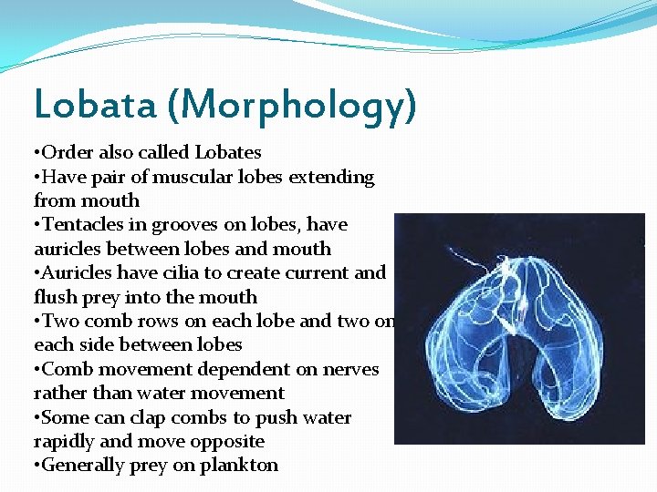 CTENOPHORA Common Names Ctenophores are often called comb