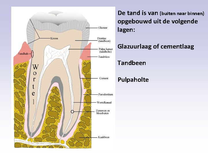 De liefde gaat door de maag 1 SPIJSVERTERINGS