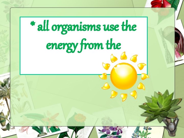 How do organisms get their energy A Autotrophs