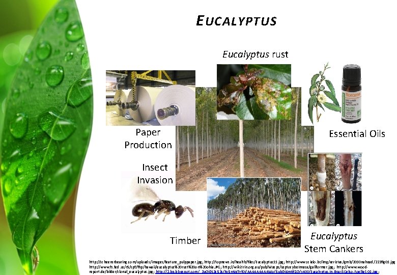 Eucalyptus Pine Pathogen Interactions Introduction Forest trees Long