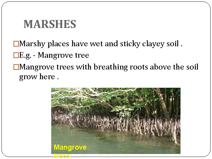 ADAPTATIONS IN PLANTS LESSON 5 SCIENCE CLASS IV