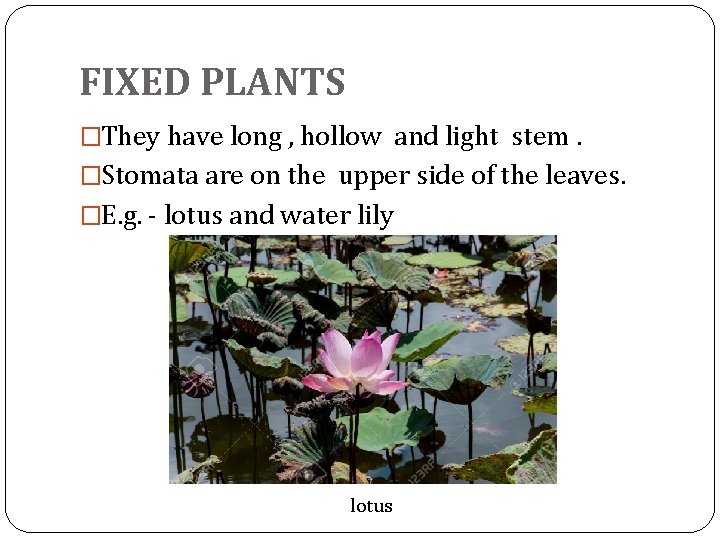 ADAPTATIONS IN PLANTS LESSON 5 SCIENCE CLASS IV