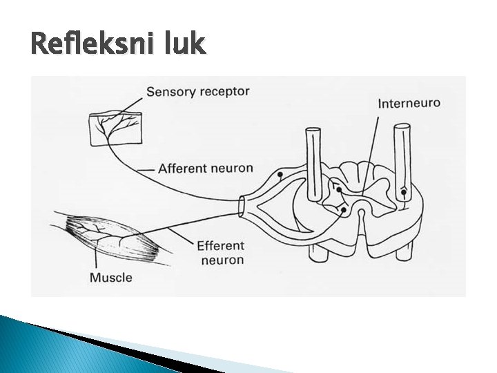 PERIFERNI NERVNI SISTEM Spadaju kranijalni i spinalni nervi