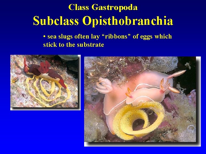 Phylum Mollusca soft bodied animals Ch 12 ea