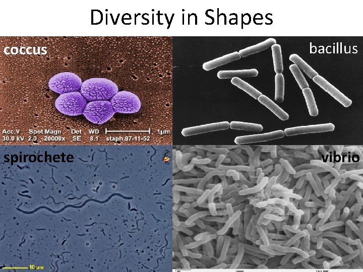 The Case of Citrate Metabolism Evolution in E