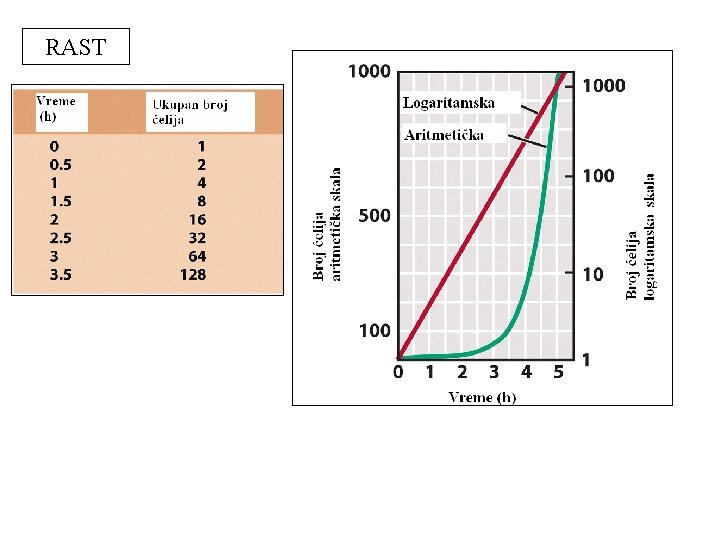Mikrobni rast U bakteriologiji rast poveanje broja elija