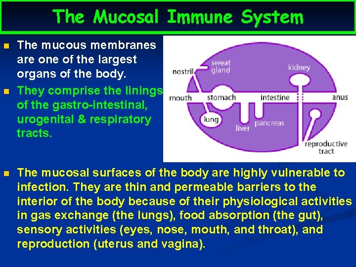 Histology of the mucosal lymphatic tissues n The