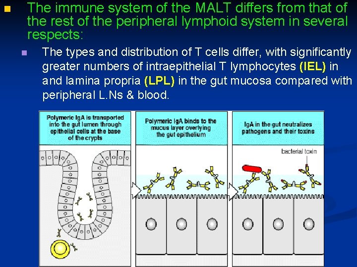 Histology of the mucosal lymphatic tissues n The