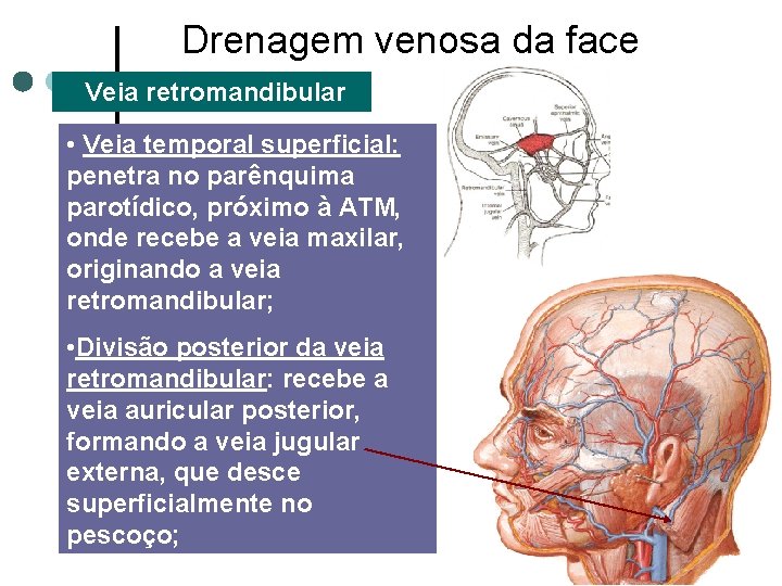 Seios venosos da duramter Drenagem venosa da face