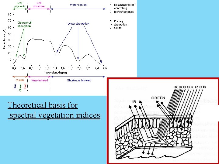 Vegetation Indices Radiometric measures of the amount structure