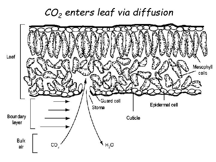 The Carbon Cycle 2 I III IV V