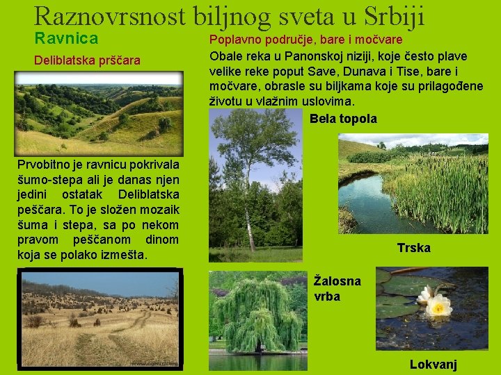 Raznovrsnost biljnog sveta u Srbiji Raznovrsnost biljnog sveta