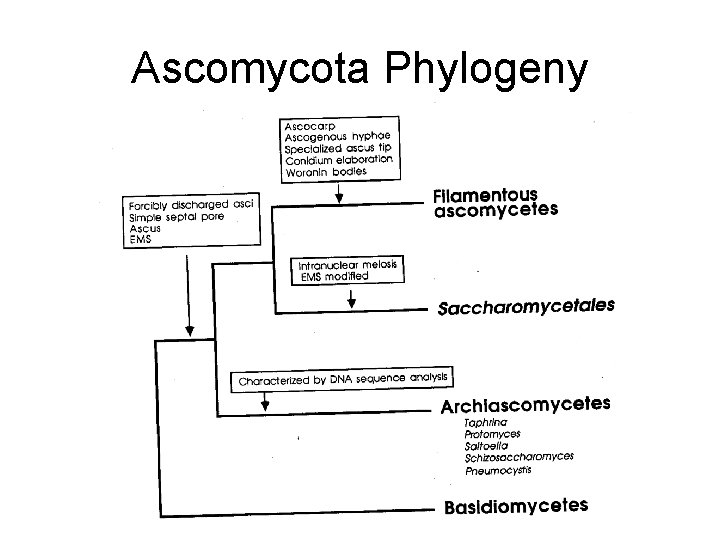 Kingdom Fungi Eumycota Other fungilike eukaryote phyla Chitridiomycota