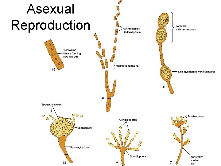 Kingdom Fungi Eumycota Other fungilike eukaryote phyla Chitridiomycota