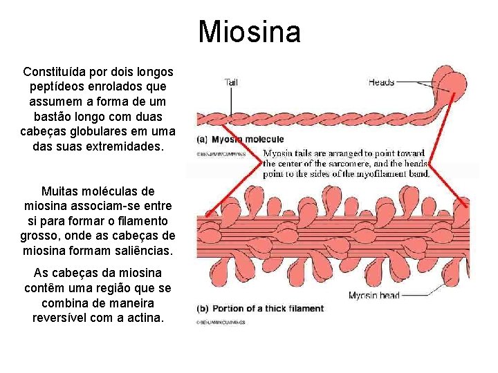 BIOQUMICA DA CARNE II Estrutura e Fisiologia do