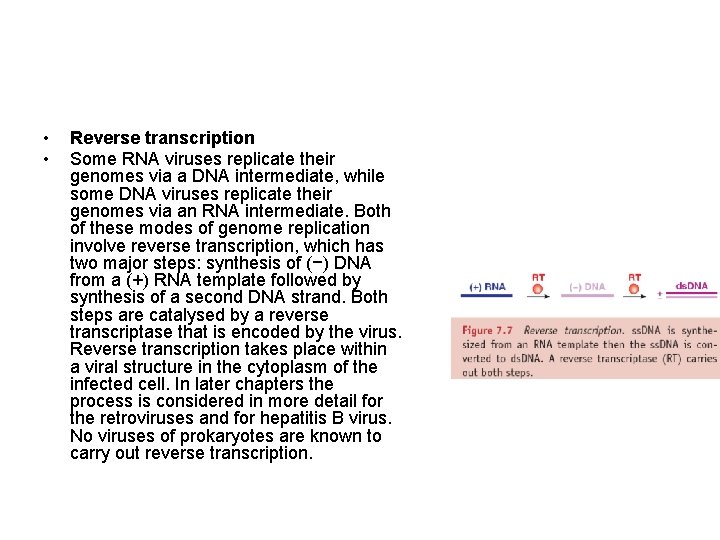 Viral DNA structure Viral entry Receptors and coreceptors
