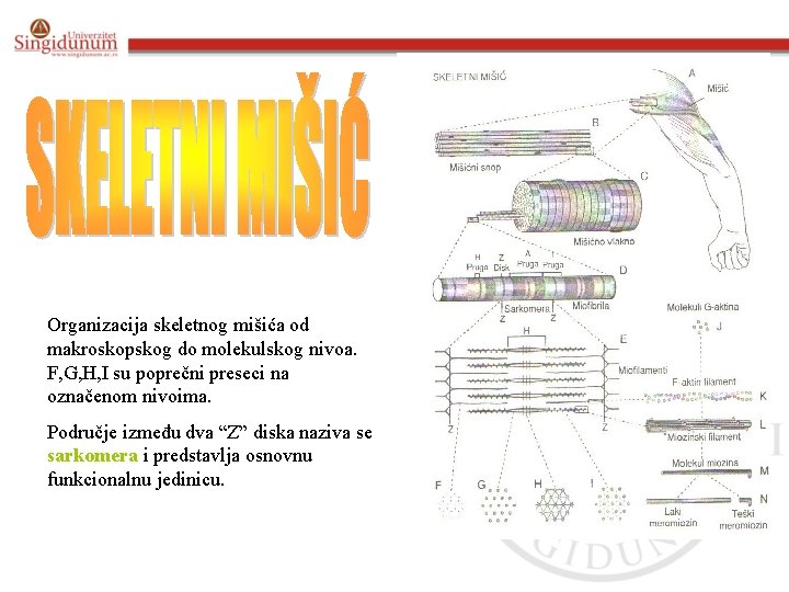 Anatomija oveka je nauka o obliku i gradji