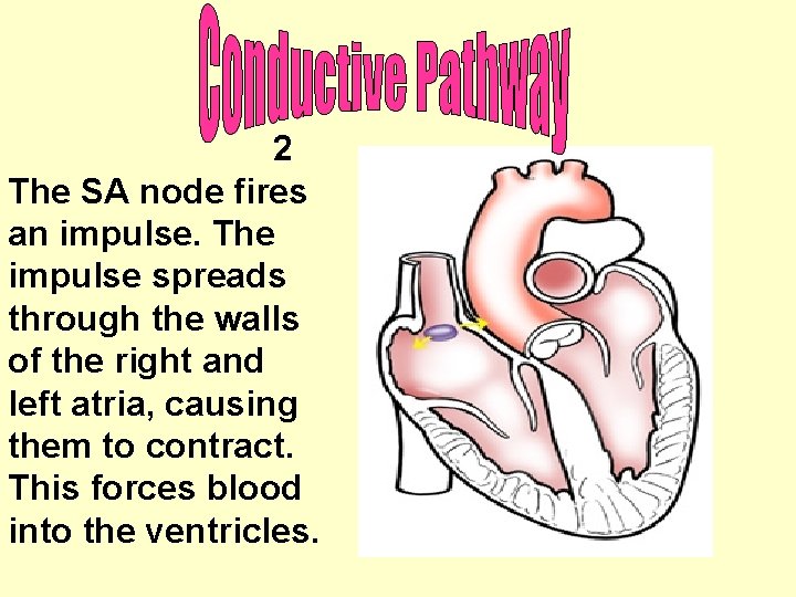 Across 1 Blood vessel that carries blood back