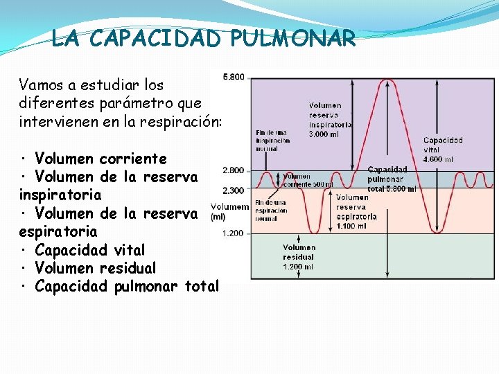 Sistema Respiratorio Sistema Respiratorio La Respiracin Es un