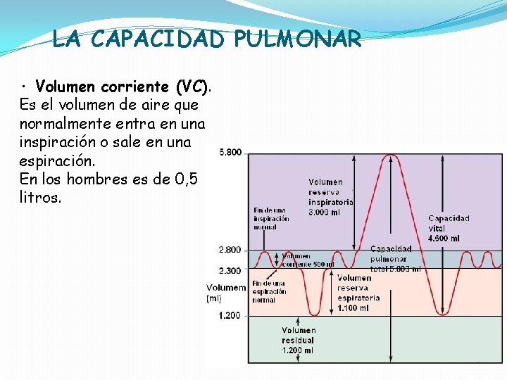 Sistema Respiratorio Sistema Respiratorio La Respiracin Es un