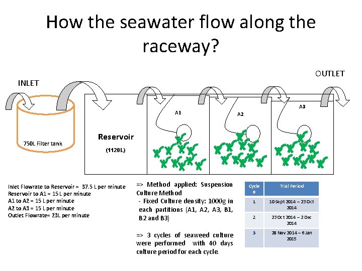 The Cultivation of Red Seaweed Rhodophytes Kappaphycus spp