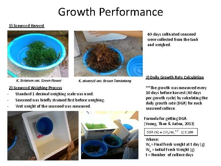The Cultivation of Red Seaweed Rhodophytes Kappaphycus spp