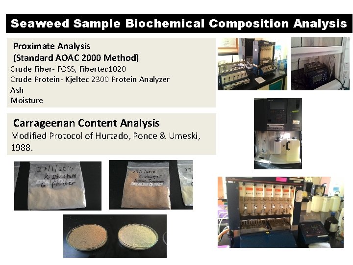 The Cultivation of Red Seaweed Rhodophytes Kappaphycus spp