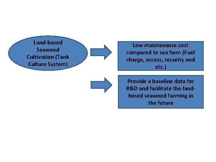 The Cultivation of Red Seaweed Rhodophytes Kappaphycus spp