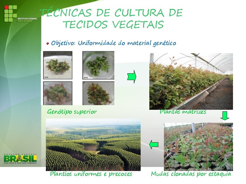 Cultura de Tecidos Vegetais Tcnico em Biotecnologia Mdulo