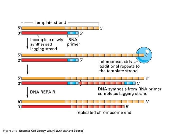 Lecture 3 DNA Replication and Repair DNA Replication