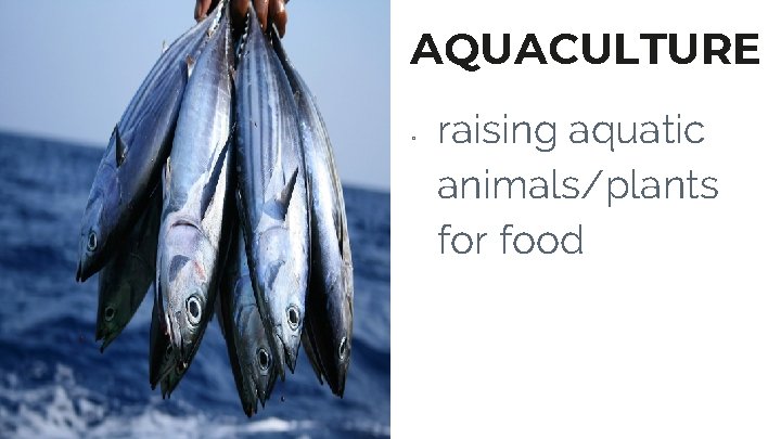 FISH FARMING AQUACULTURE raising aquatic animalsplants for food