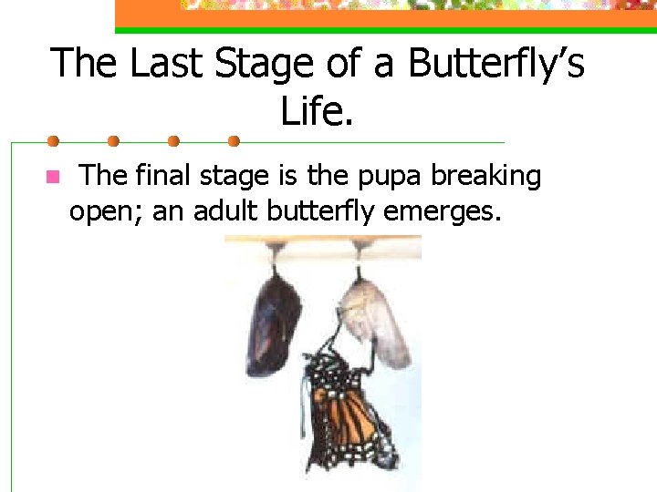Grade 3 The Life Cycle of a Butterfly