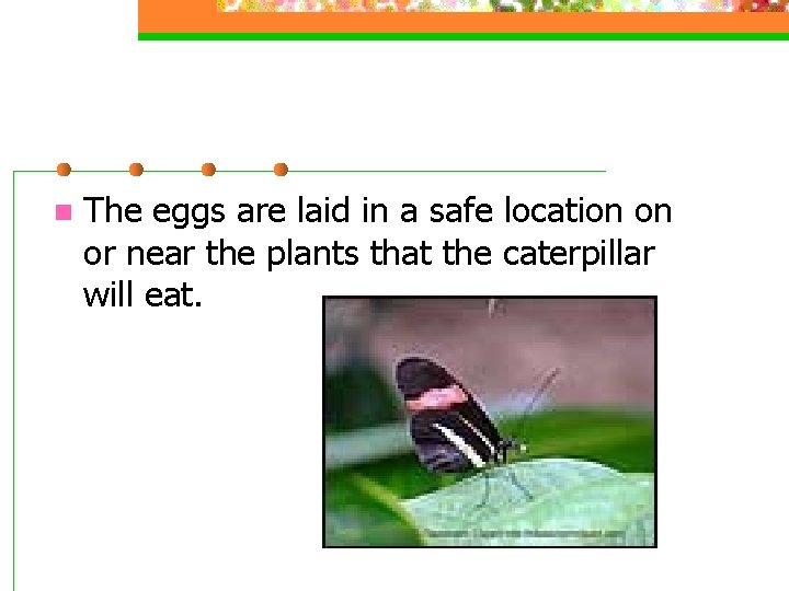 Grade 3 The Life Cycle of a Butterfly