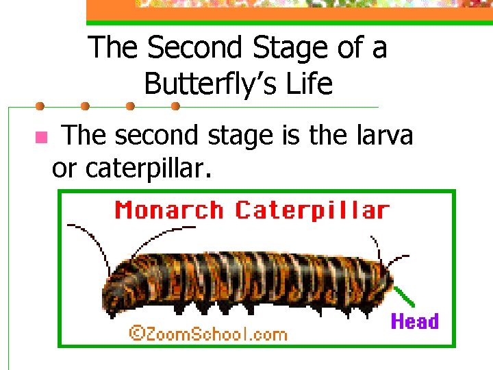Grade 3 The Life Cycle of a Butterfly