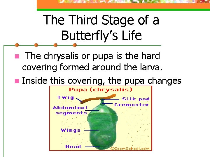 Grade 3 The Life Cycle of a Butterfly