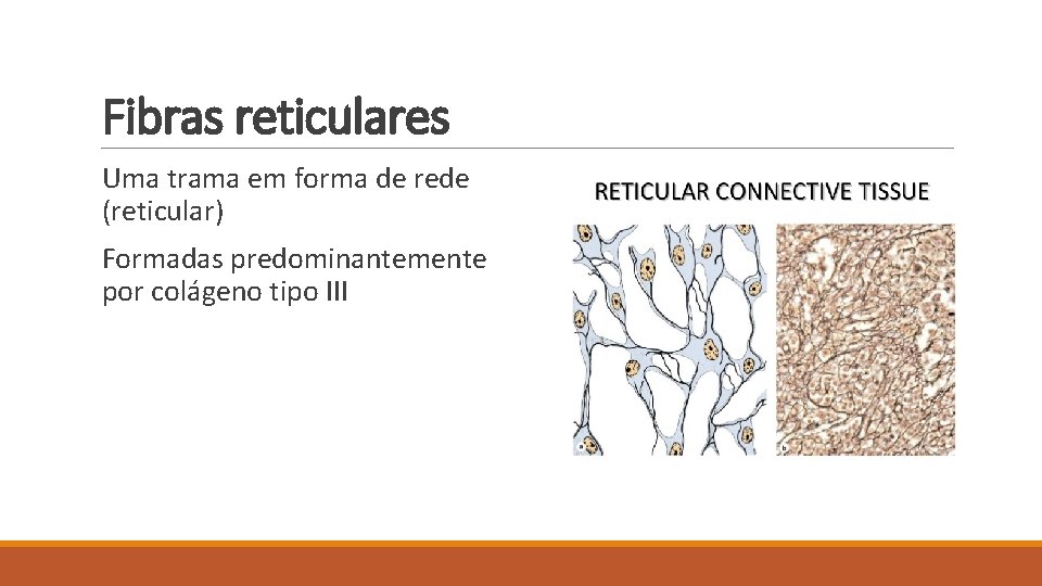 Histologia do Tecido Conjuntivo VERA REGINA ANDRADE 2015