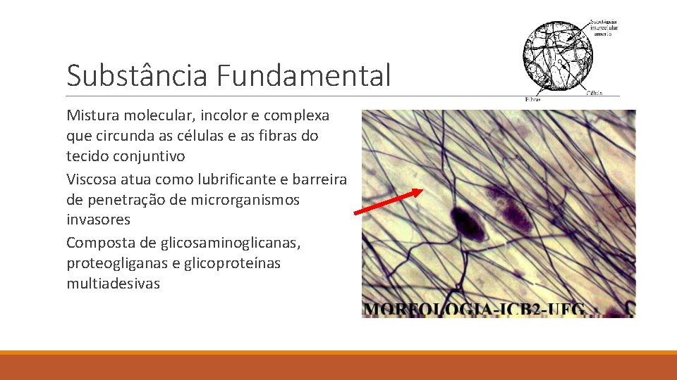 Histologia do Tecido Conjuntivo VERA REGINA ANDRADE 2015