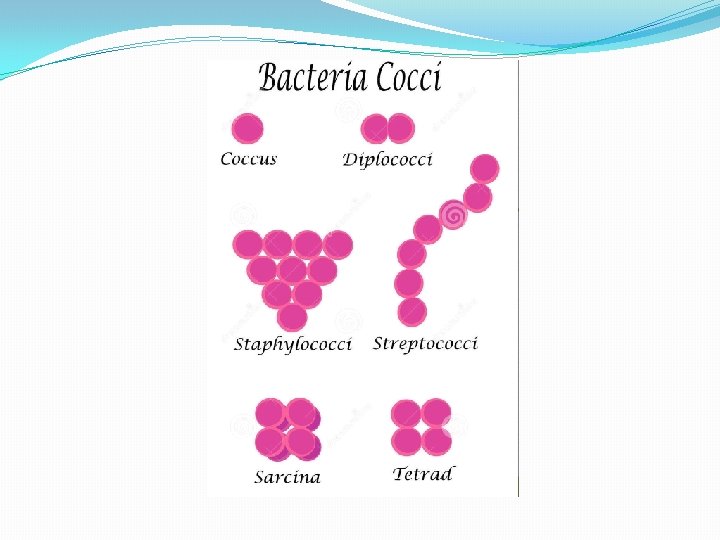 FUNDAMENTAL MICROBIOLOGY By Debashish Gardia M Pharm Pharmacology