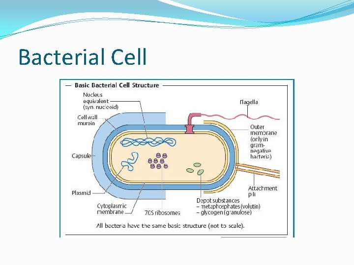FUNDAMENTAL MICROBIOLOGY By Debashish Gardia M Pharm Pharmacology