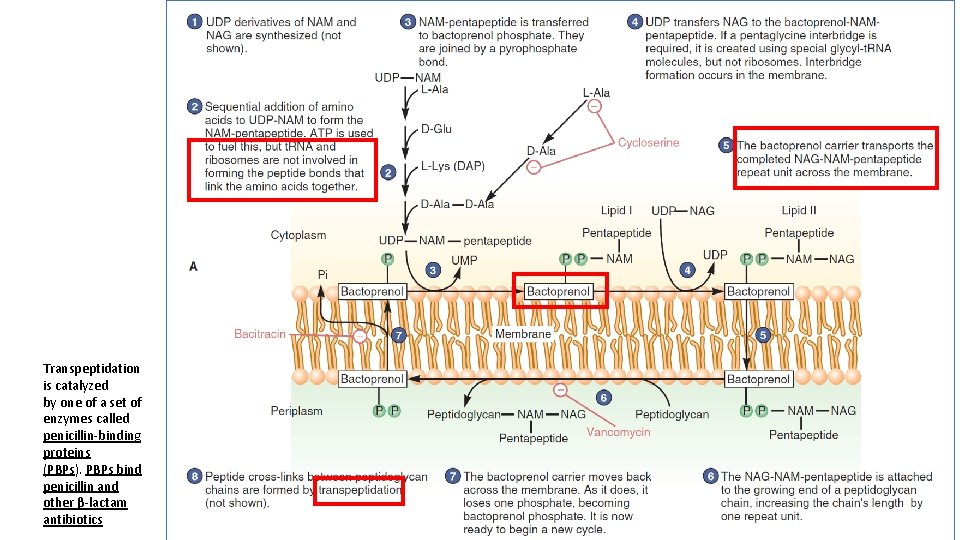 Introduction to Microbiology Anas AbuHumaidan M D Ph