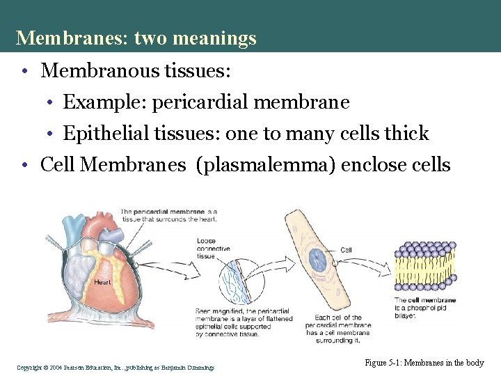 THIRD EDITION HUMAN PHYSIOLOGY AN INTEGRATED APPROACH Dee