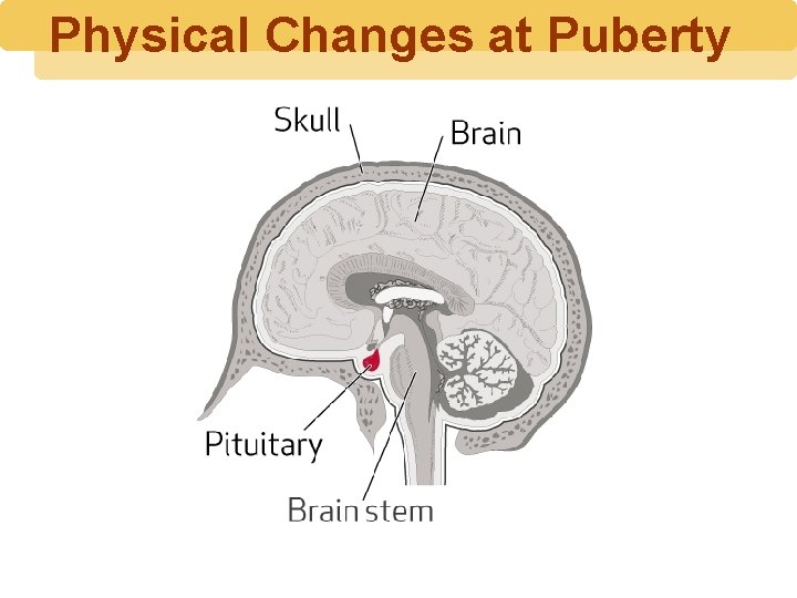 Physical Changes at Puberty What is puberty Why