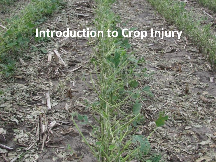 Introduction to Crop Injury Outline What is a
