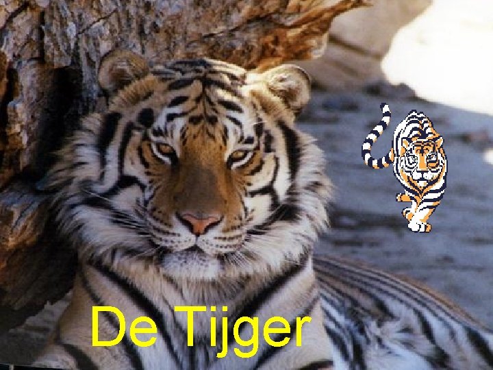 De Tijger De tijger dit zijn de hoofdstukken
