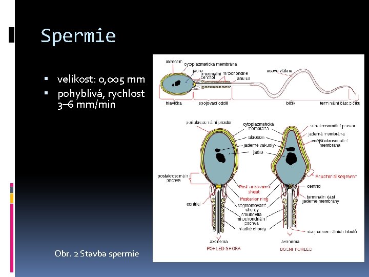 Nzev POHLAVN SOUSTAVA MENSTRUAN CYKLUS OOGENEZE A SPERMIOGENEZE