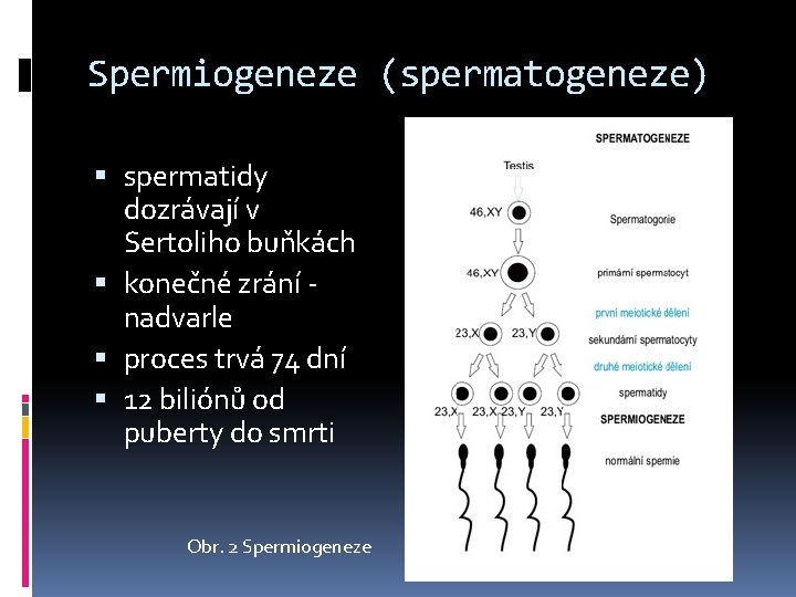 Nzev POHLAVN SOUSTAVA MENSTRUAN CYKLUS OOGENEZE A SPERMIOGENEZE