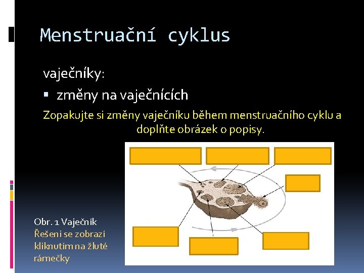 Nzev POHLAVN SOUSTAVA MENSTRUAN CYKLUS OOGENEZE A SPERMIOGENEZE