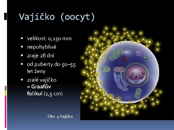 Nzev POHLAVN SOUSTAVA MENSTRUAN CYKLUS OOGENEZE A SPERMIOGENEZE